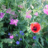 Bloomers 3LB Honeybee Wildflower Mix - 100% Pure Seed, All Season, Low ...