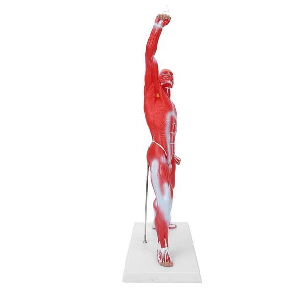Muscle Structure Model,50cm Muscular System Model Muscles Model Human ...