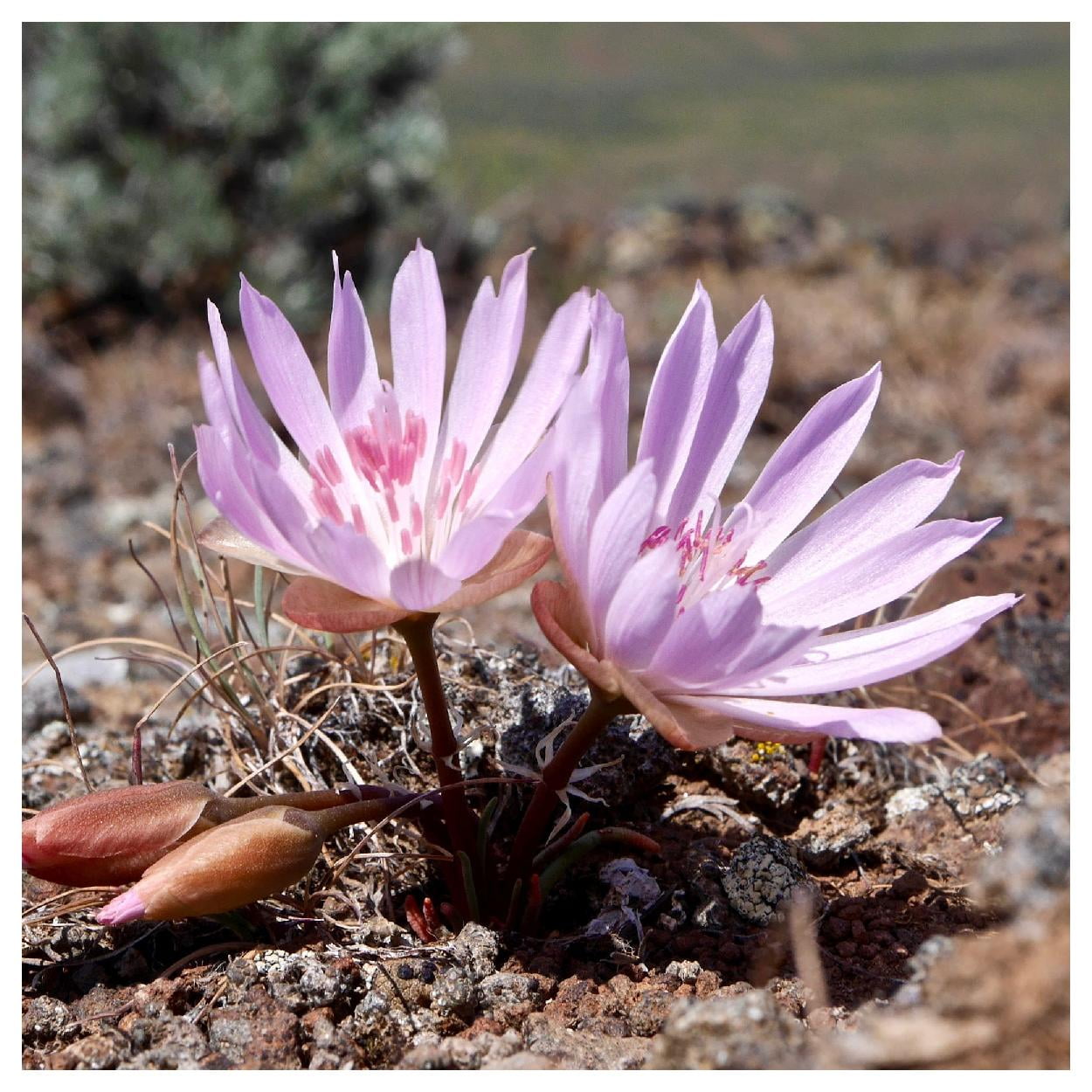 Everwilde Farms - 1 oz Bitterroot Native Wildflower Seeds - Gold Vault ...