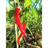 TomorrowSeeds - Large Red Thick Cayenne Pepper Seeds - 300+ Count - For ...