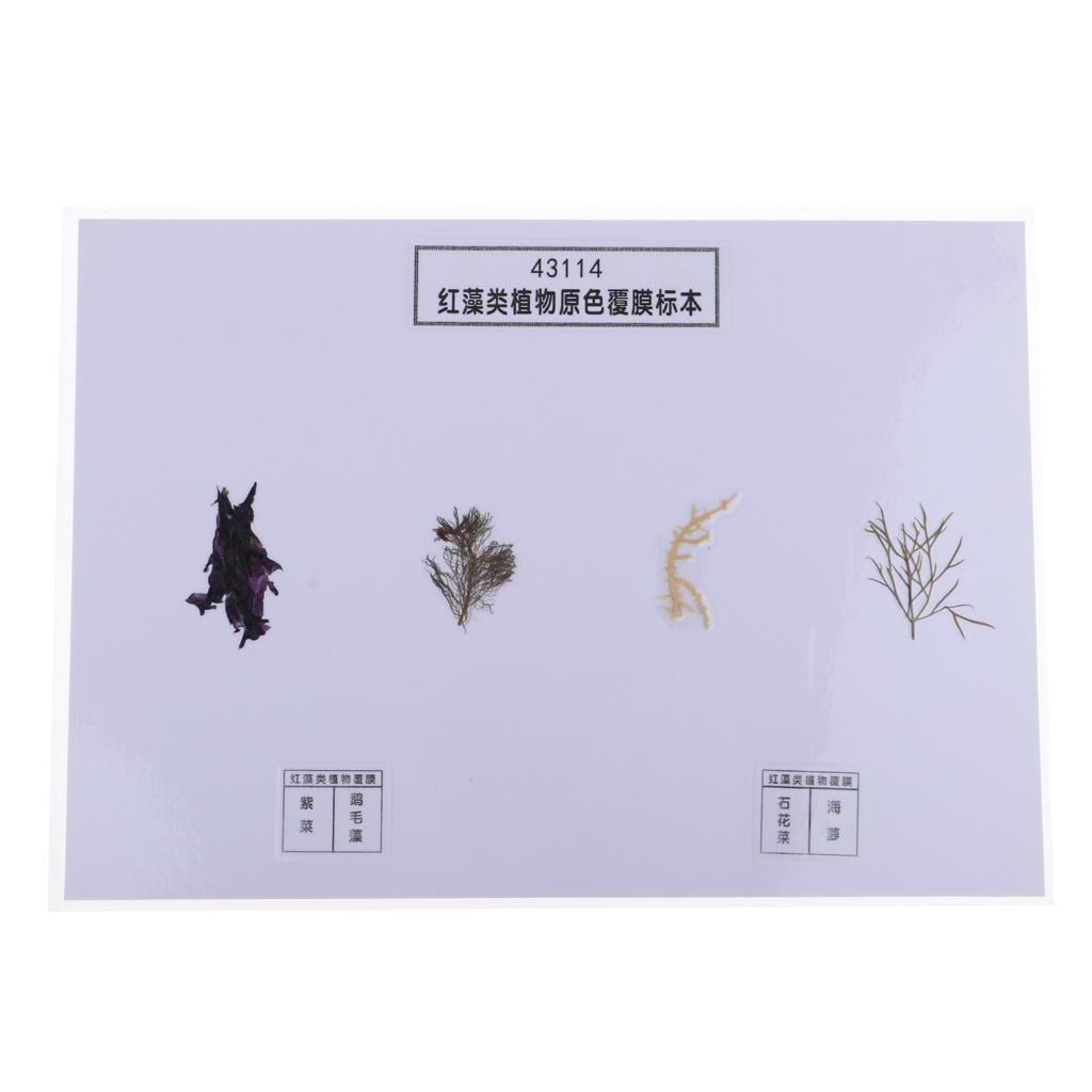 4 Pieces Red Algae Sea Life Samples Specimen Collection, Science ...