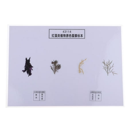 4 Pieces Red Algae Sea Life Samples Specimen Collection, Science ...