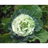 Ornamental Cabbage Mix Planting Pack, 50 Seeds, Flowering Brassica ...