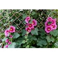 Earthcare Seeds - Hollyhock Indian Spring Mix 150 Seeds (Alcea Rosea ...
