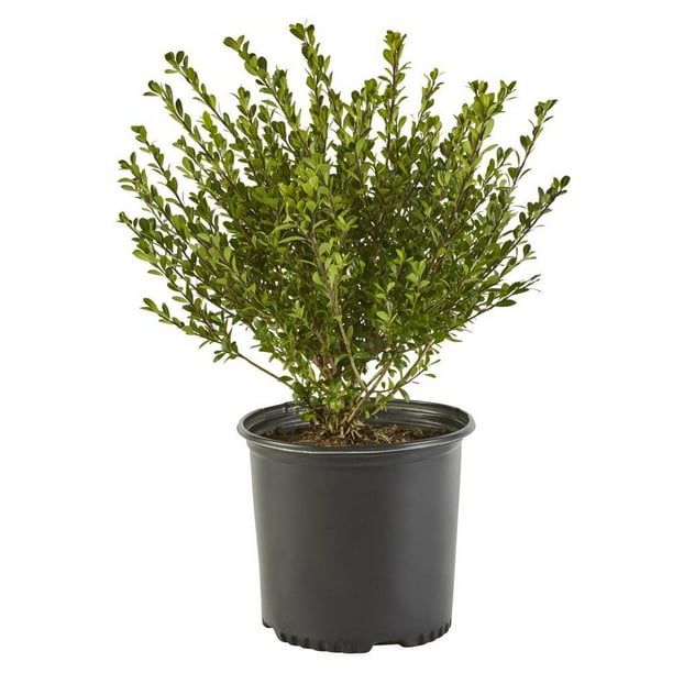 Compacta Holly (Ilex) Live Shrub (2.25 Gallon) - Walmart.com