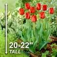 Garden State Bulb Darwin Hybrid Red Apeldoorn Tulip Flower Bulbs, 12 ...