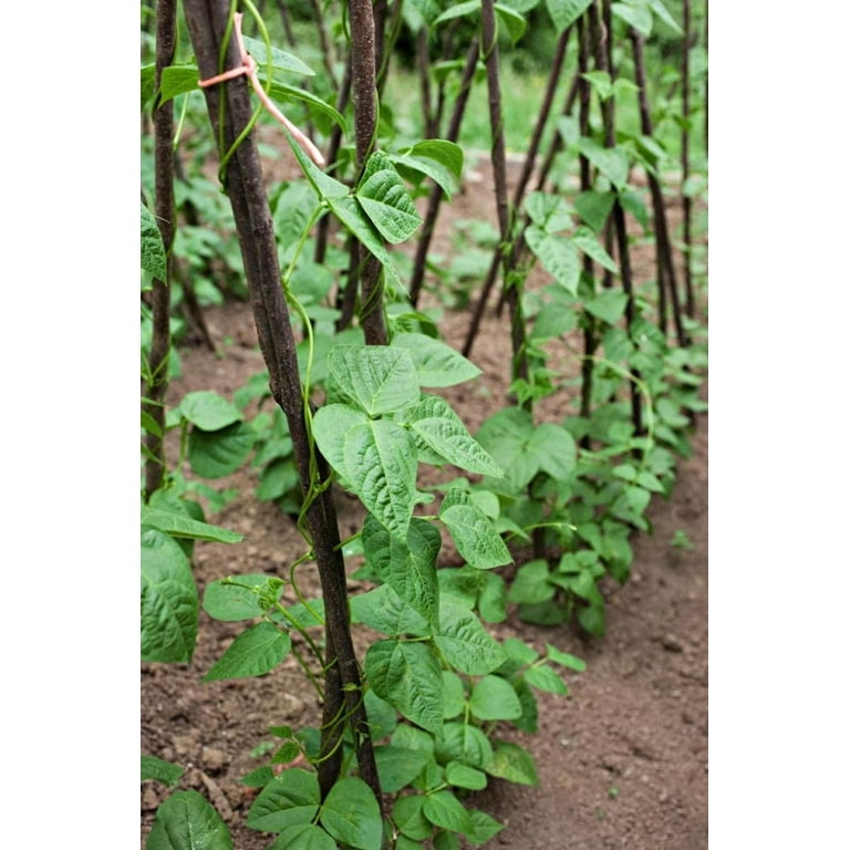 Heirloom Kentucky Wonder Pole Beans Heirloom Kentucky Wonder 125 Bush