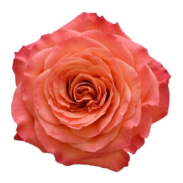 Garden Roses 36 Stems of 40 cm Orange Farm Direct Fresh Cut Flowers by ...