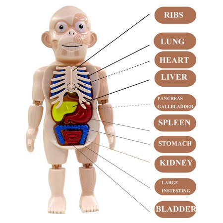 Human Body Anatomy Toy Preschool Educational Organ DIY Assembled Toys ...