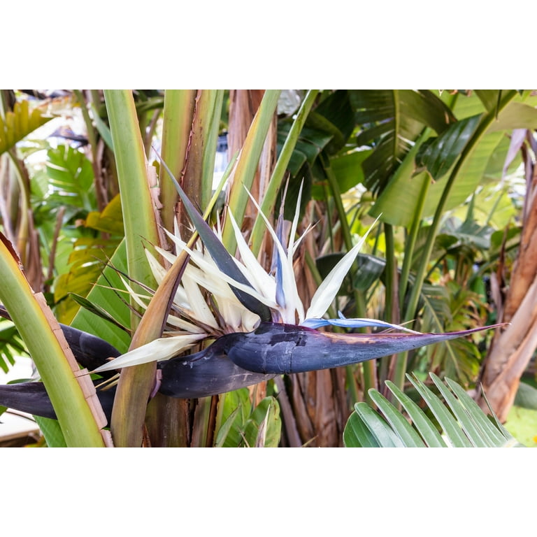 Blue Bird Of Paradise Plant