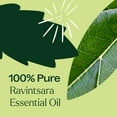 Plant Therapy Ravintsara Essential Oil 30 mL (1 oz) 100% Pure - Walmart.com