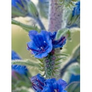 10 BLUE SHRIMP PLANT / Honeywort Cerinthe Major Flower Seeds - Walmart.com