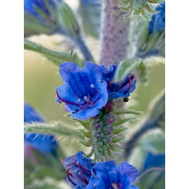 10 BLUE SHRIMP PLANT / Honeywort Cerinthe Major Flower Seeds - Walmart.com