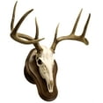 Walnut Hollow Country Deluxe Multi Species Euro Skull Mount Kit in ...