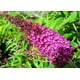 100 MIXED Colors BUTTERFLY BUSH Buddleia Davidii Flower Shrub Seeds ...