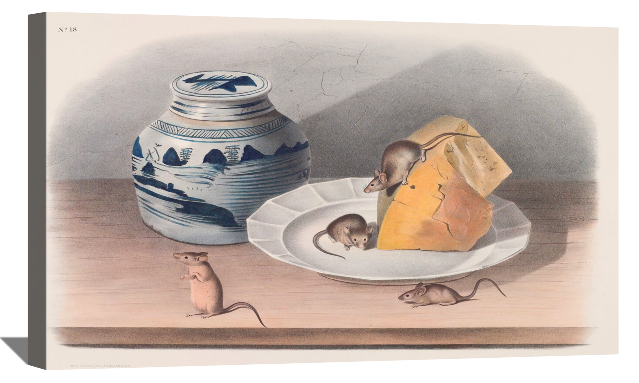 John James Audubon Painting Mus Musculus, By Audubon Canvas Art Birds ...