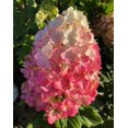 RedCrocus Little Lime Punch Panicle Hydrangea- Compact Garden Shrub for ...