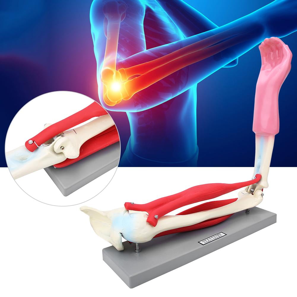 Buy Senjay Anatomical Elbow Model,Arm Model,Arm Moving Model Anatomical ...