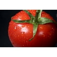 Floradade Tomato/ Annual/ Full Sun/ 2500 Seeds 1/4 oz/ Zellajake Farm ...