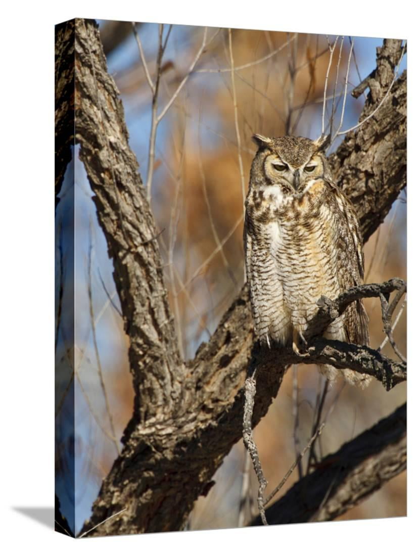 Great Horned Owl Perched