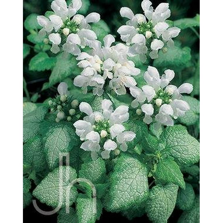 Lamium Maculatum White Nancy