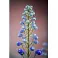 350 Blue with Pink ROCKET LARKSPUR DELPHINIUM Consolida Ajacis Seeds ...