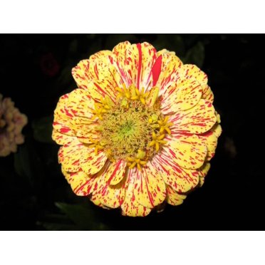 50 Pack, Carousel Mix Zinnia Elegans, Bicolor Flower Seeds in Mixed ...