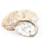 Coco Midrib Sea Shell Pack: Natural, 10 inches - Walmart.com