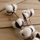 Idyllic 6PCS Long Stem Cotton Picks, 35 Inch Tall Decorative Table ...