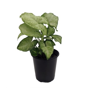 White Carpet St. Joseph's Coat Plant - Alternanthera ficoidea - 2.5 ...