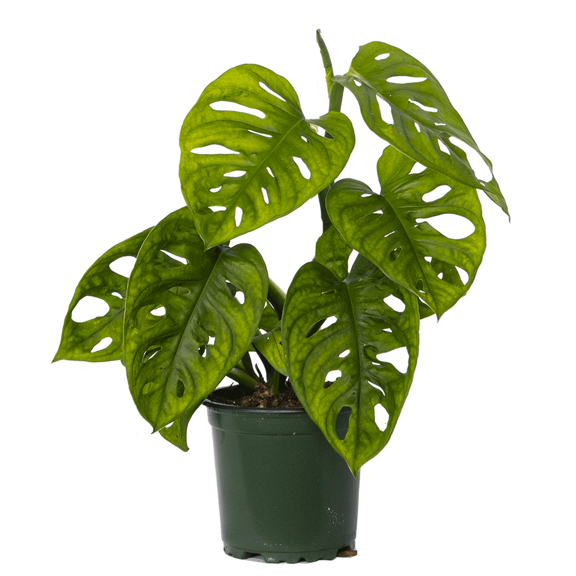 Click here for Plantsome Monstera Adansonii Monkey Mask Swiss Che... prices