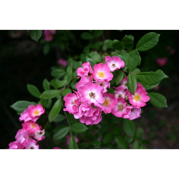Seven Sisters Rose Bush - Fragrant/Hardy - 4" Pot - Walmart.com