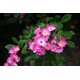 Seven Sisters Rose Bush - Fragrant/Hardy - 4" Pot - Walmart.com