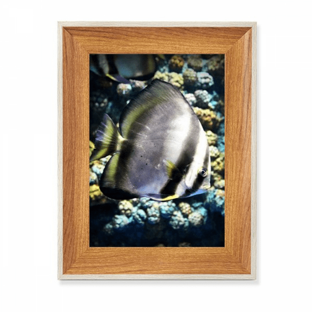 Ocean Fish Science Nature Picture Desktop Wooden Photo Frame Display ...