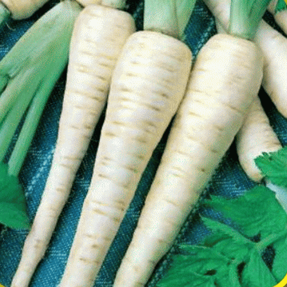 Everwilde Farms - 1/4 Lb Hollow Crown Parsnip Seeds - Gold Vault Bulk ...