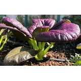 TomorrowSeeds - Purple Lady Bok Choy Seeds - 3000+ Count - For 2026 ...