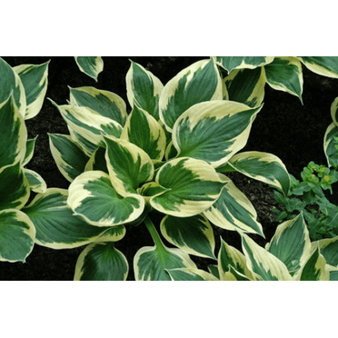 Hosta Mix Hardy Fragrant Live Outdoor Perennial Plants, 8-Pack Dormant ...