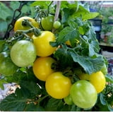 Flora Gold Micro Dwarf Tomato Premium Seeds Packet - Walmart.com