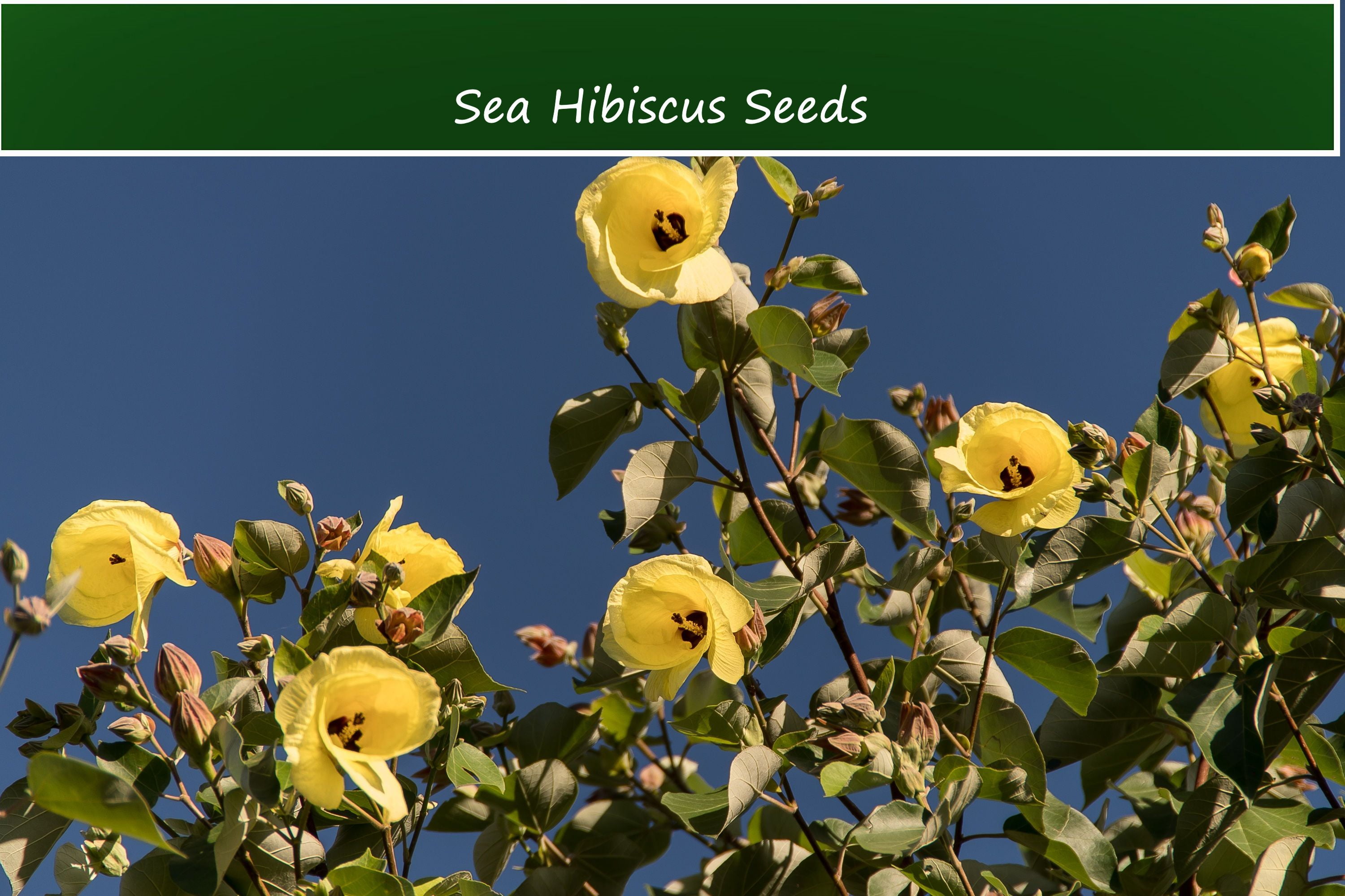 Tropical SEEDS - Sea Hibiscus Flower- 20 Seeds -Salt Tolerant - Deck ...