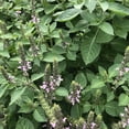 Holy Basil Plant, Ocimum basilicum 'Holy', Live Herbs for Edible Indoor ...