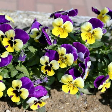 Pansy Flower Garden Seeds - Colossus Series - Color Mix - 500 Seeds ...