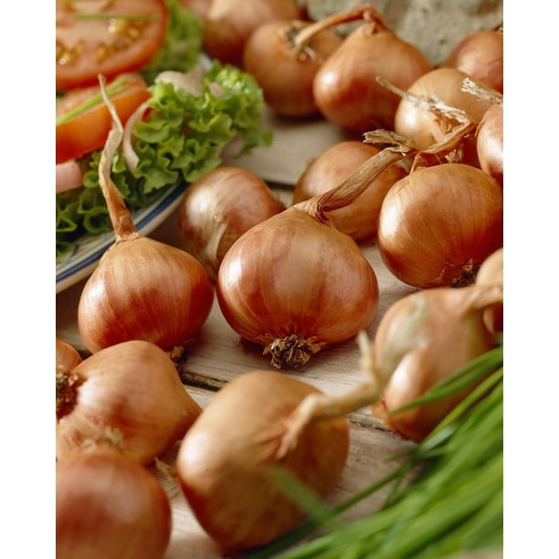 Onion Red Sun, Onion Red Sun 8 Bulbs - Walmart.ca