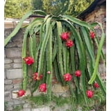 250 Dragon Seeds Mix Pitahaya Rare varieties pitaya Easily Grow ...