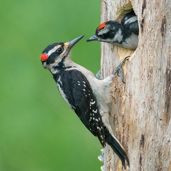 Downy Woodpecker Chicks