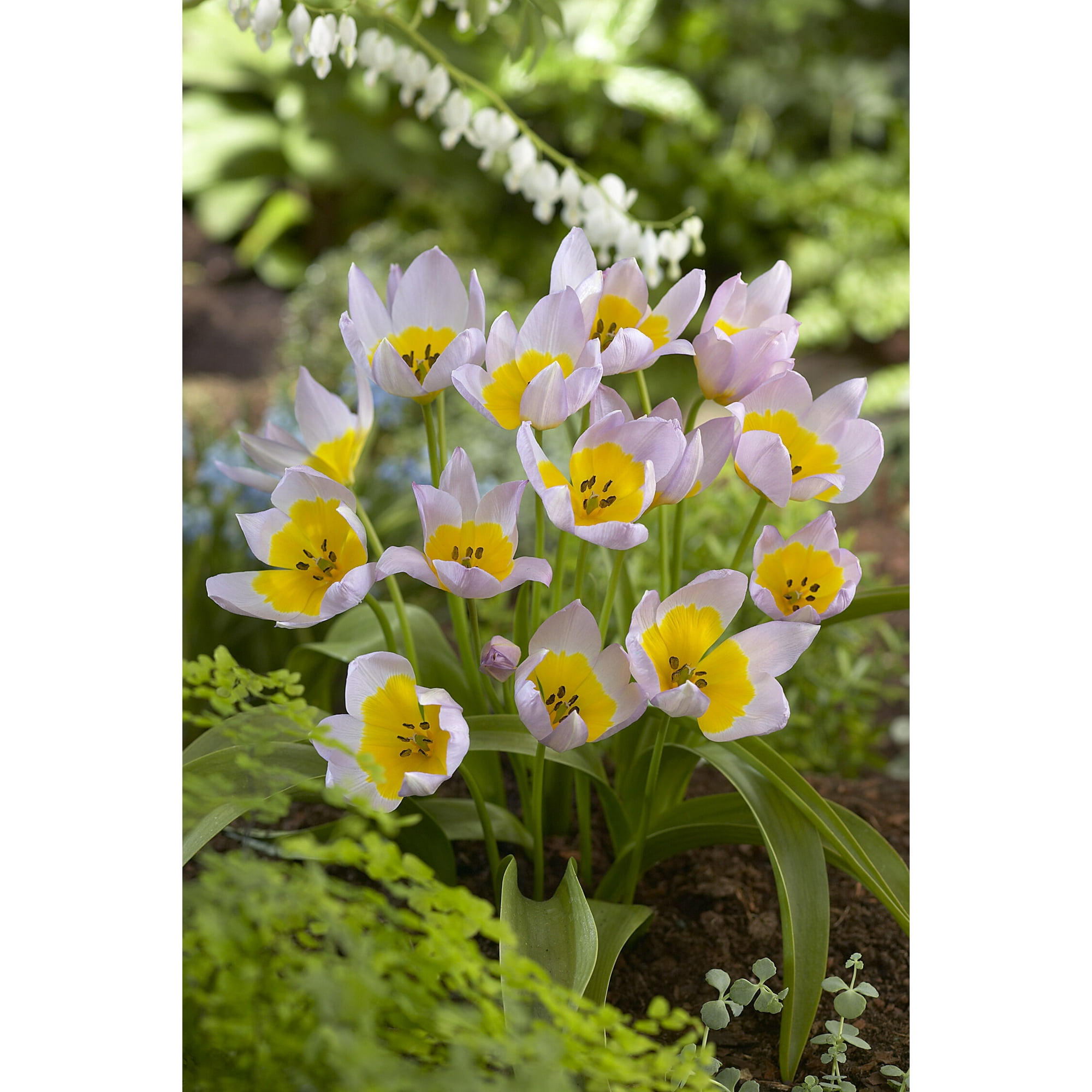Click here for Tasc Tulip ‘lilac Wonder Saxatilis Perennial Flowe... prices