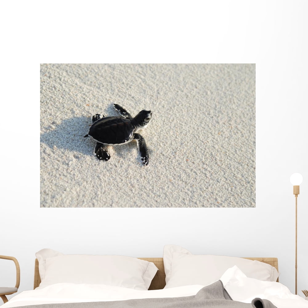 Turtle Wall Mural by Wallmonkeys Peel and Stick Graphic (48 in W x 32 ...