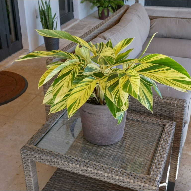 Variegated Ginger Plants