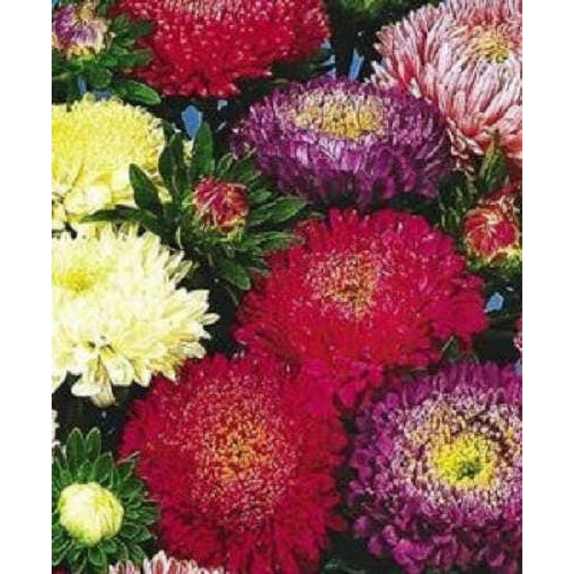 Click here for Seedville Usa 1000 Powder Puff Aster Mix Callistep... prices