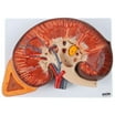 Axis Scientific 5X Life-Size Human Eye Model, 7-Part Anatomy Replica ...