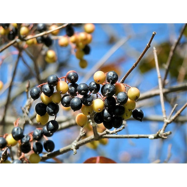 20 NANNYBERRY SWEET VIBURNUM Lentago Shrub Tree Blue Black Berry Fruit ...
